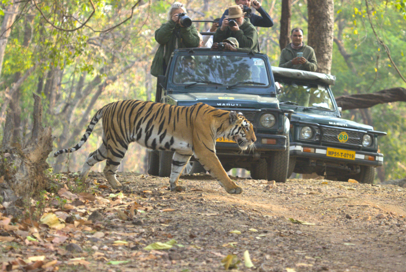 Monsoon Forest in Bandhavgarh | Resorts in Bandhavgarh